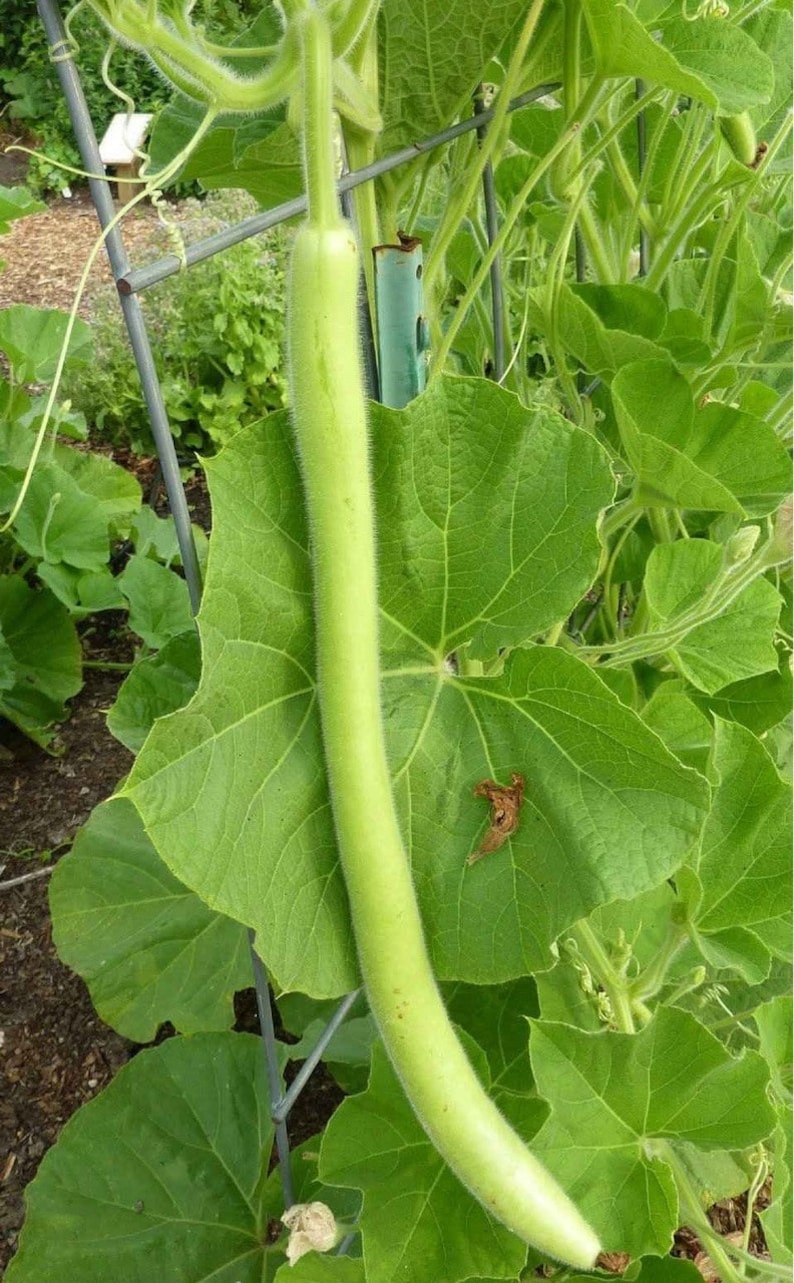 15 CUCUZZI (ITALIAN EDIBLE) Gourd Seeds, Vietnamese Bâu Trái Dài - Etsy