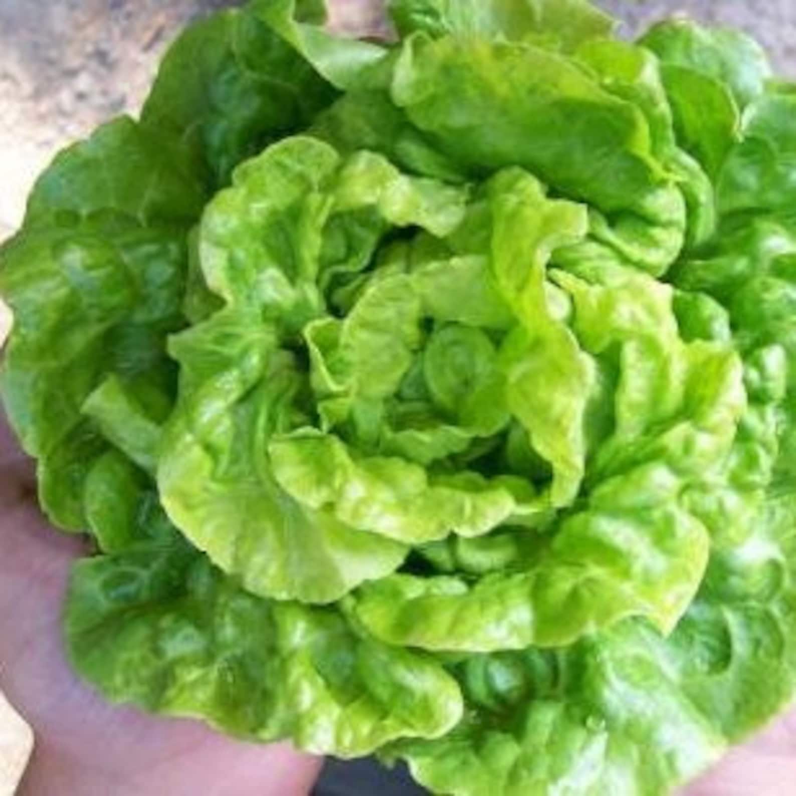 2g 2000 TOM THUMB Lettuce - Cute and Small Head Leaf Lettuce Seeds - Etsy