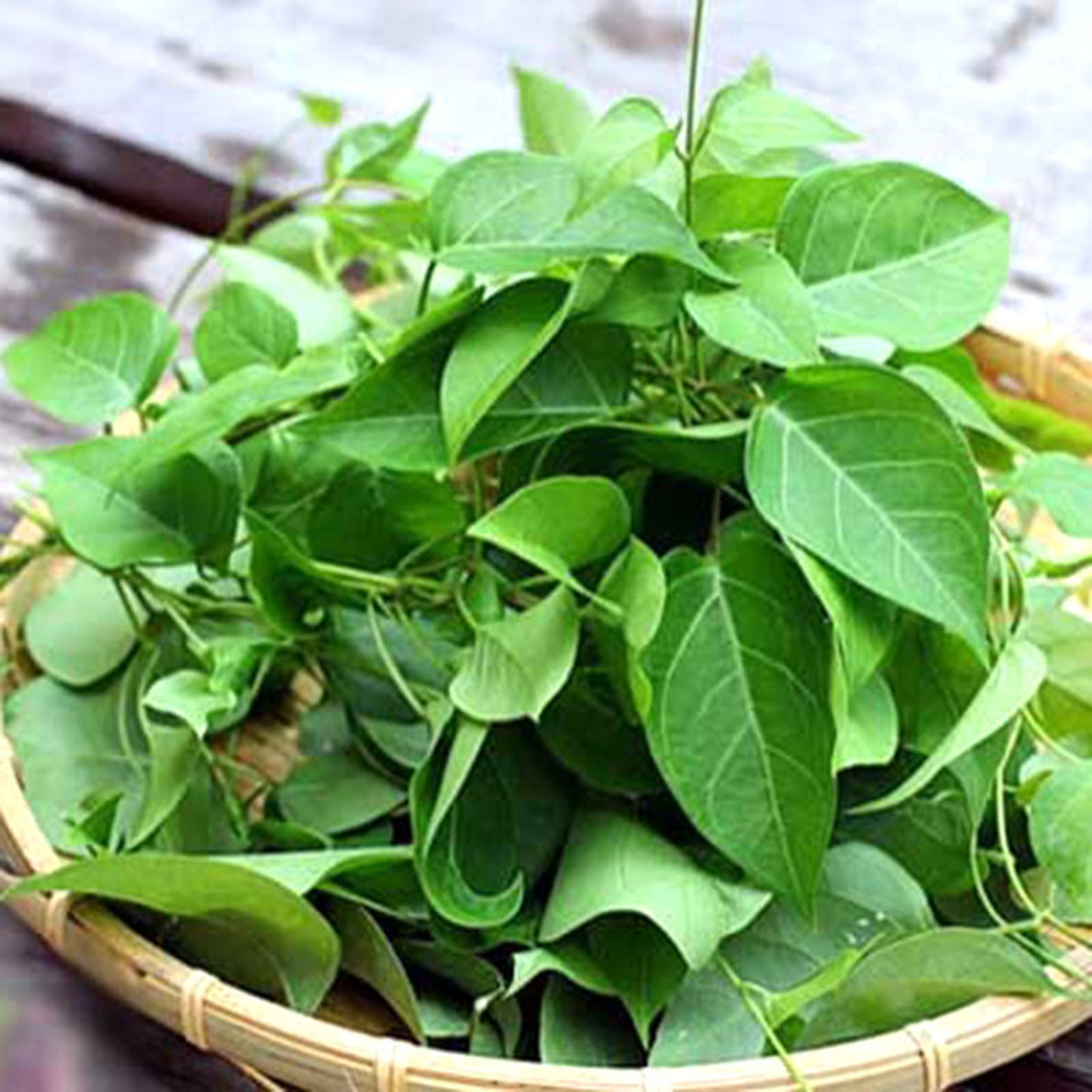 5 LÁ GIANG - River Leaf Vine - Aganonerion- Sour Leaf Seeds- Limited ...