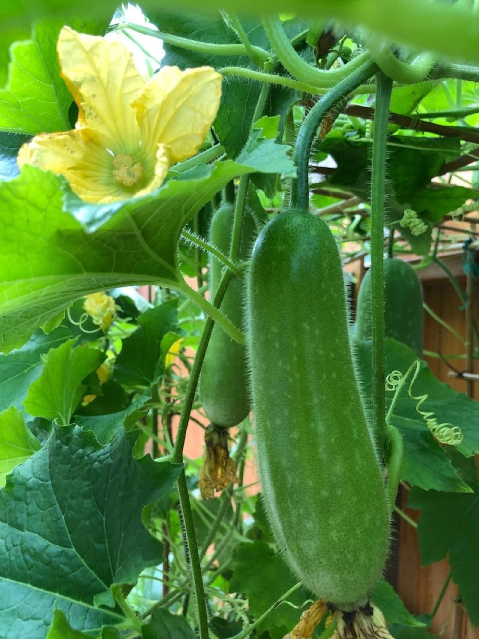 20 Seeds - Jointed Gourd- FONGSHOW Gourd-hybrid Seeds- Hairy Gourd ...