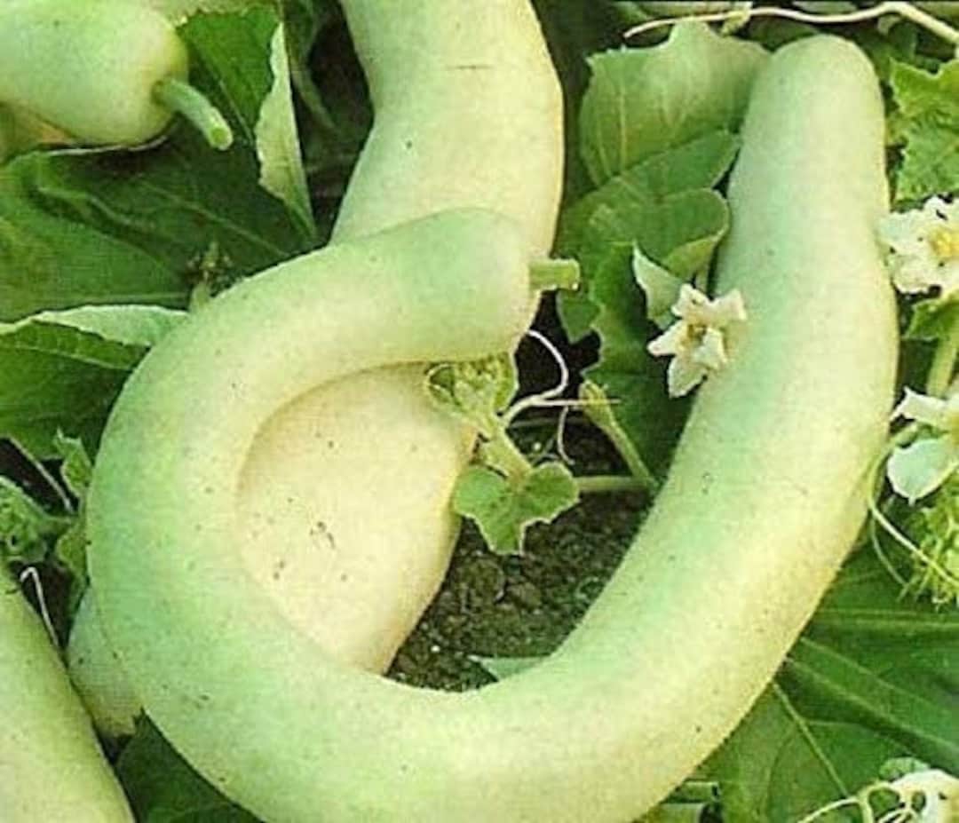 15 CUCUZZI (ITALIAN EDIBLE) Gourd Seeds, Vietnamese Bâu Trái Dài - Etsy