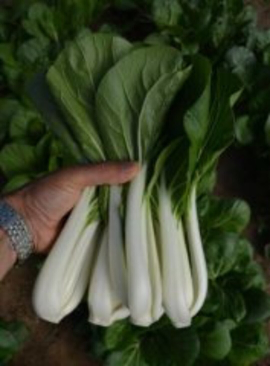 1000 PAK CHOI Tall White Stem Hybrid - Etsy