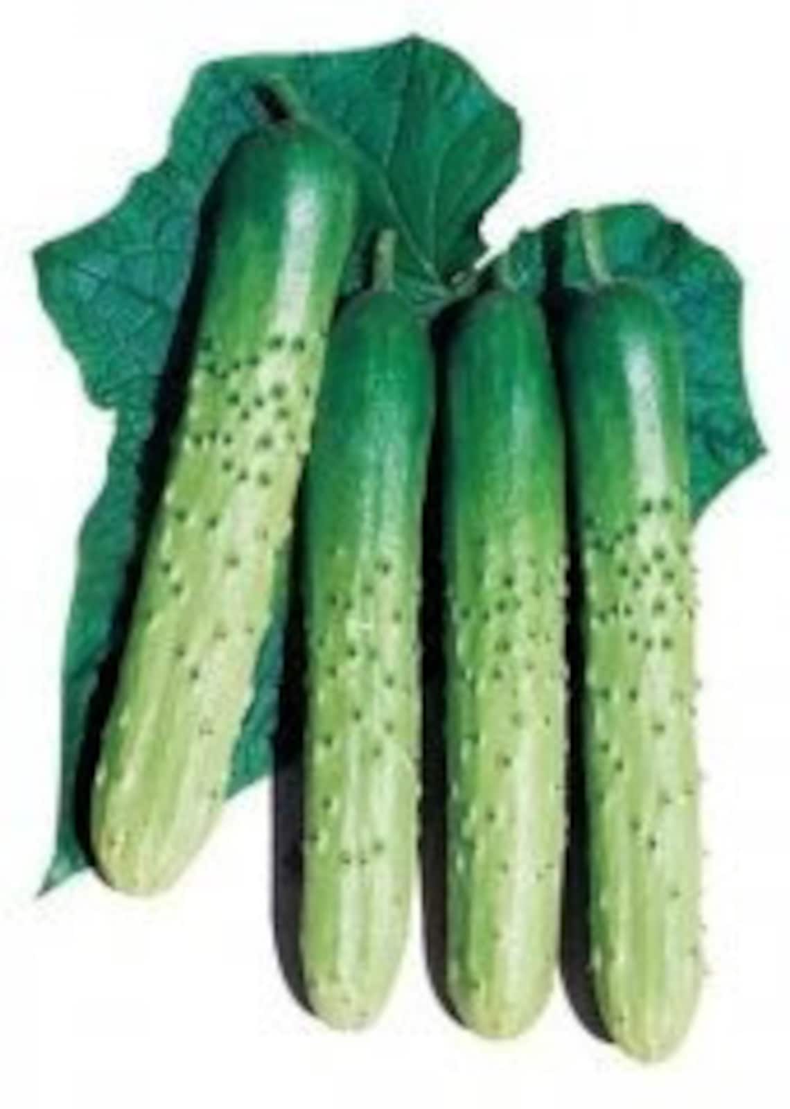 15 Seeds-korean HYBRID CUCUMBER (F1)- Asia Eun Cheon Hybrid-cucumis ...