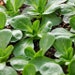500 Seeds- Dutch Corn Salad-mache - Lamb's Lettuce Seeds - Etsy
