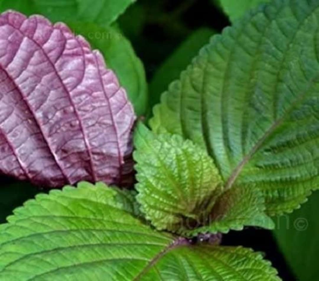 2g Tía Tô Vietnamese/korean Perilla - Shiso- JEOK SSAM IP Seeds - Etsy