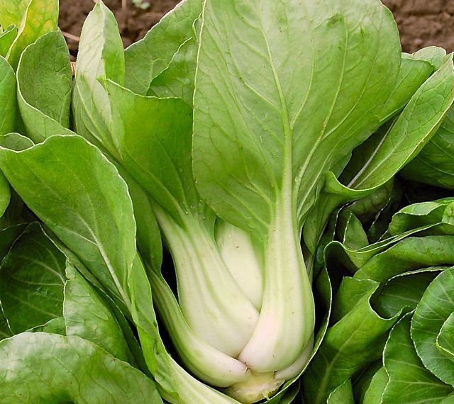 4g- 2000 Graines- Chou PAK CHOI Tige Blanche (tige vert clair) Graines ...