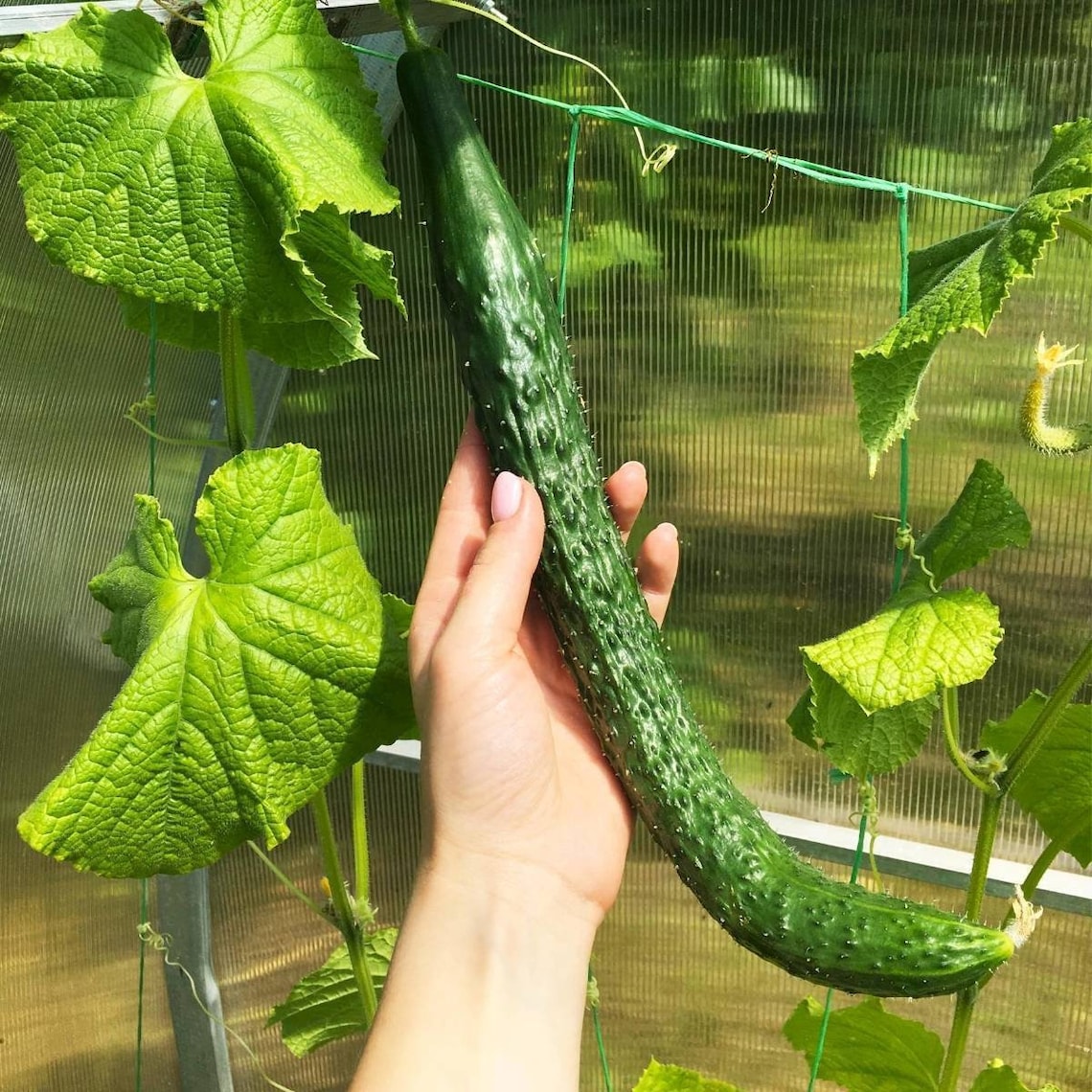 20 CHINESE CURVED SNAKE Cucumber Seeds | Etsy