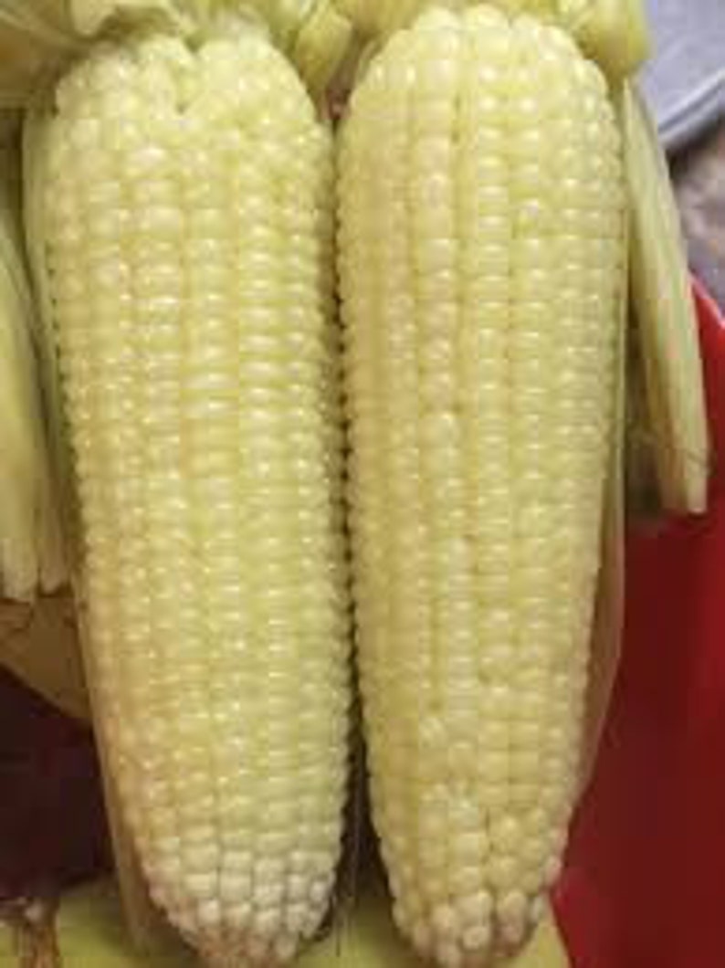 30 Waxy Conrn Seeds ( Treated Seeds)_sticky Corn- Vietnamese Bap Nep Nu ...