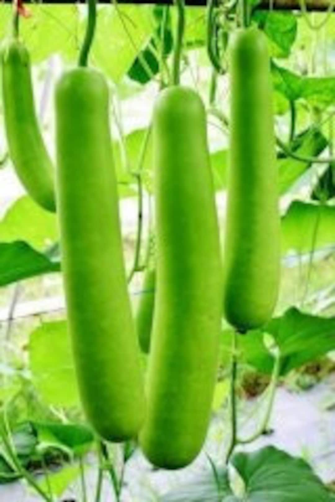 10 Hybrid Seeds- Long Bottle Gourd- NAM TAO NGAM - Bâ'u Da Trön Trái ...