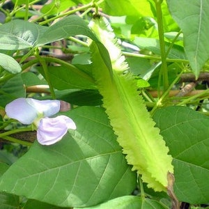 20 WINGED Bean- Vietnamese Đâu Rông -dau Rong 3 Tháng-four Angled Bean ...