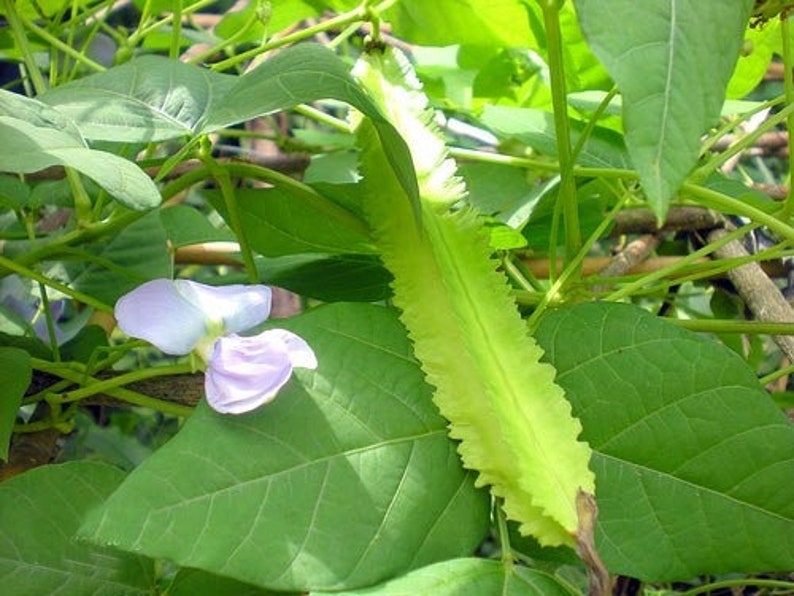 20 WINGED Bean- Vietnamese Đâu Rông -dau Rong 3 Tháng-four Angled Bean ...