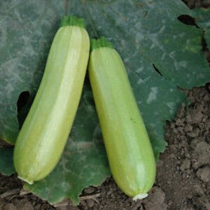 20 Seeds - MARROW WHITE Summer Squash- Heirloom Seeds- Non GMO - Etsy