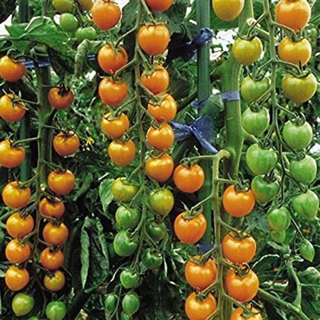 10 SUN GOLD (F1) Tomato Seeds - Etsy