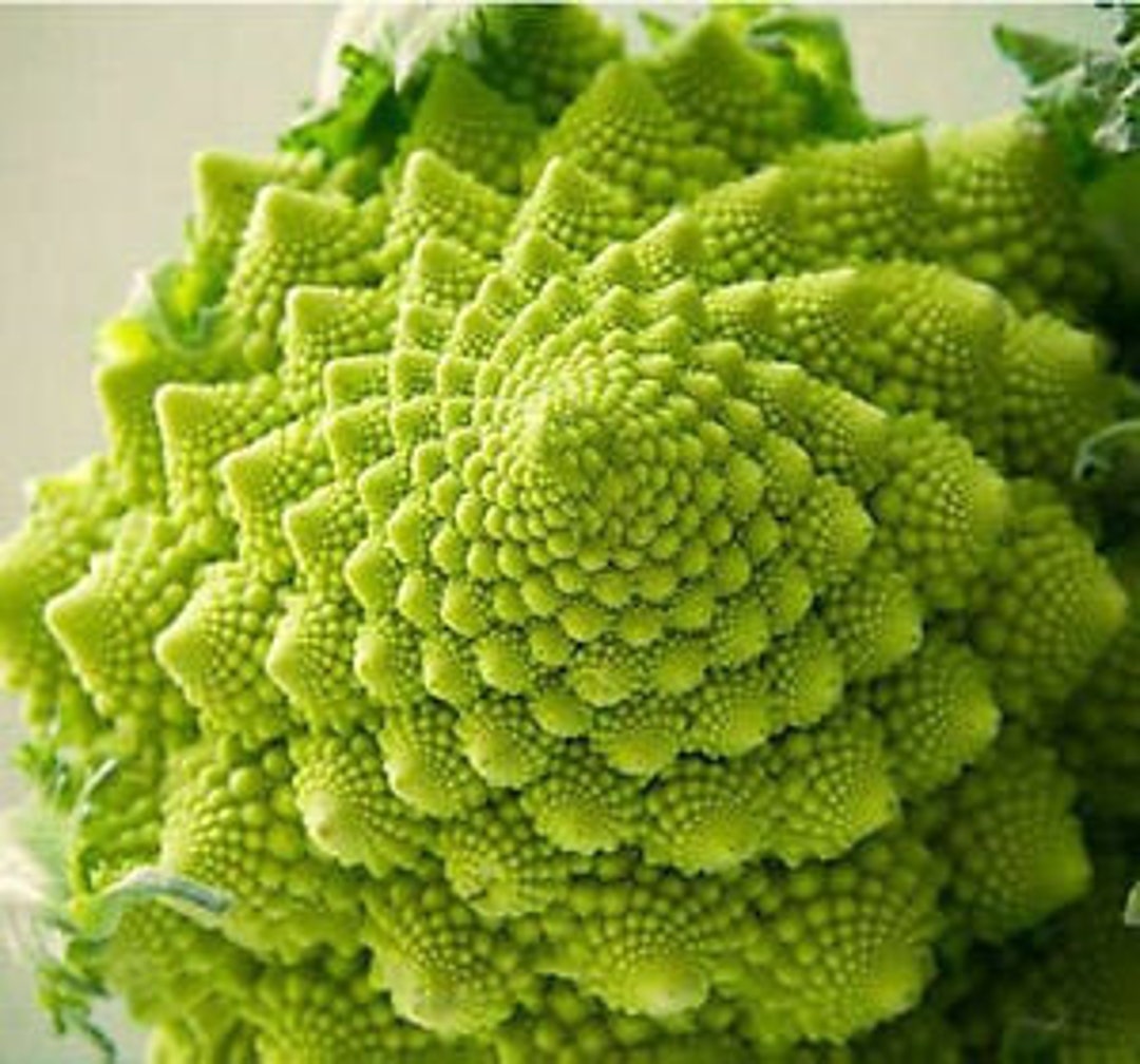 250 Romanesco Italia Fractal Broccoli Seeds - Etsy