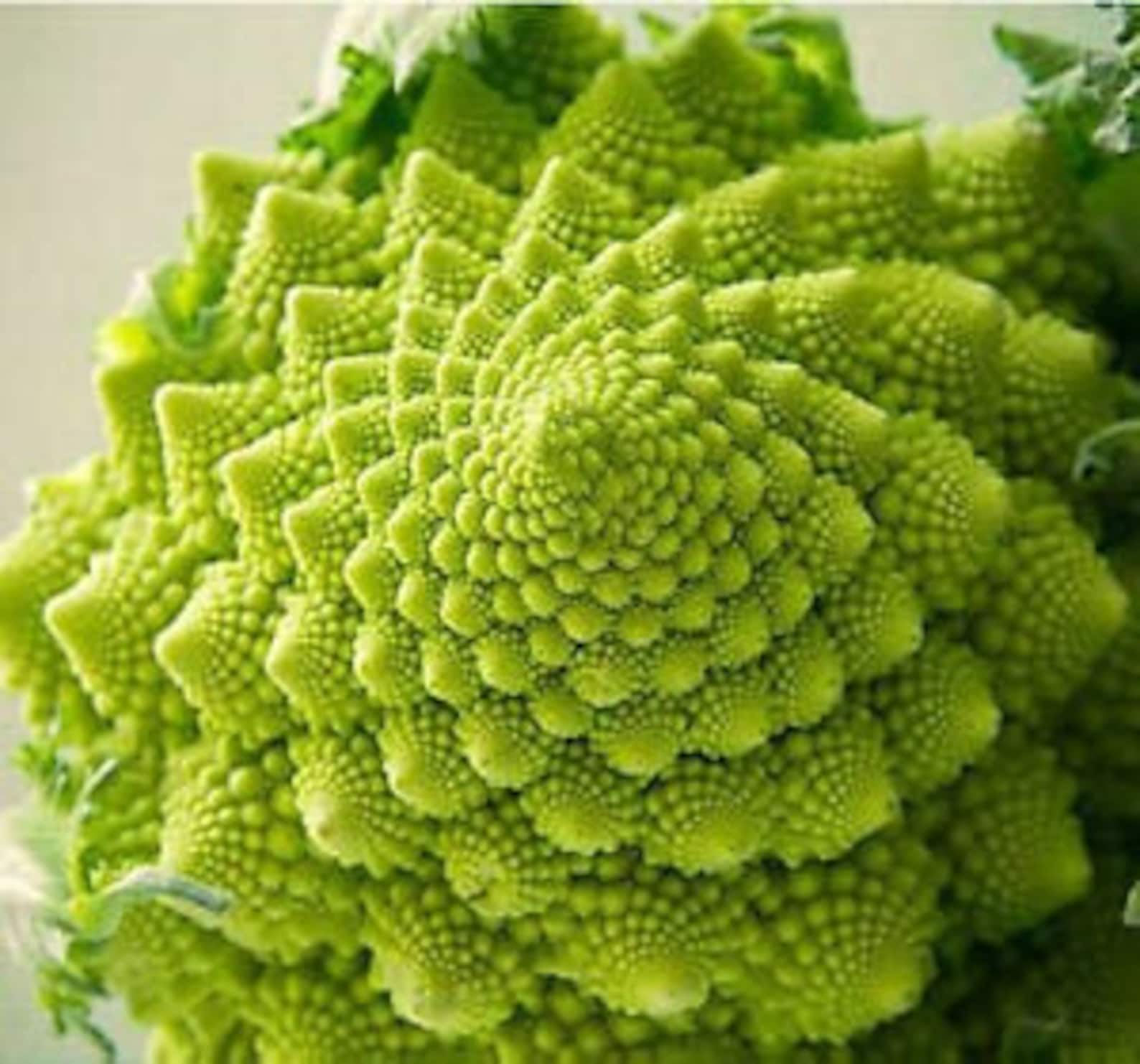 250 Romanesco Italia Fractal Broccoli Seeds - Etsy