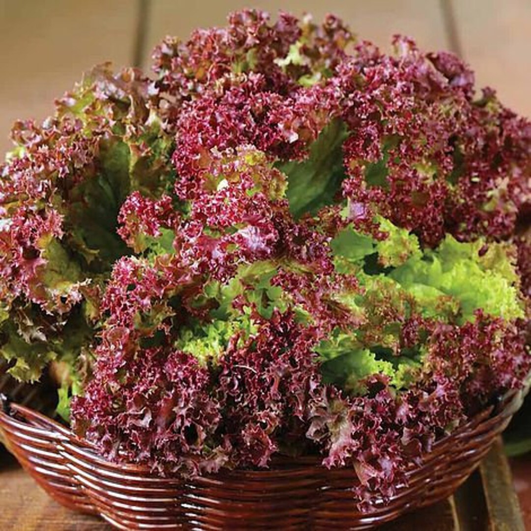 2g 2000+ Dark Red Lollo Rossa Organic Lettuce Seed - Etsy