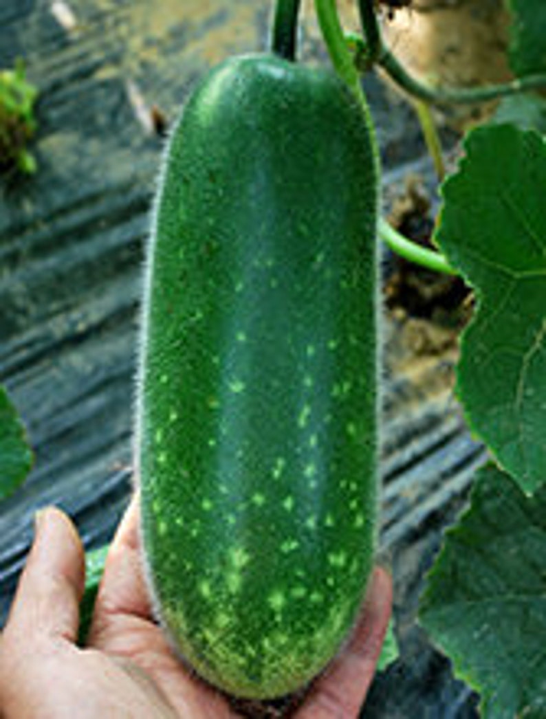 20 Seeds - Jointed Gourd- FONGSHOW Gourd-hybrid Seeds- Hairy Gourd ...