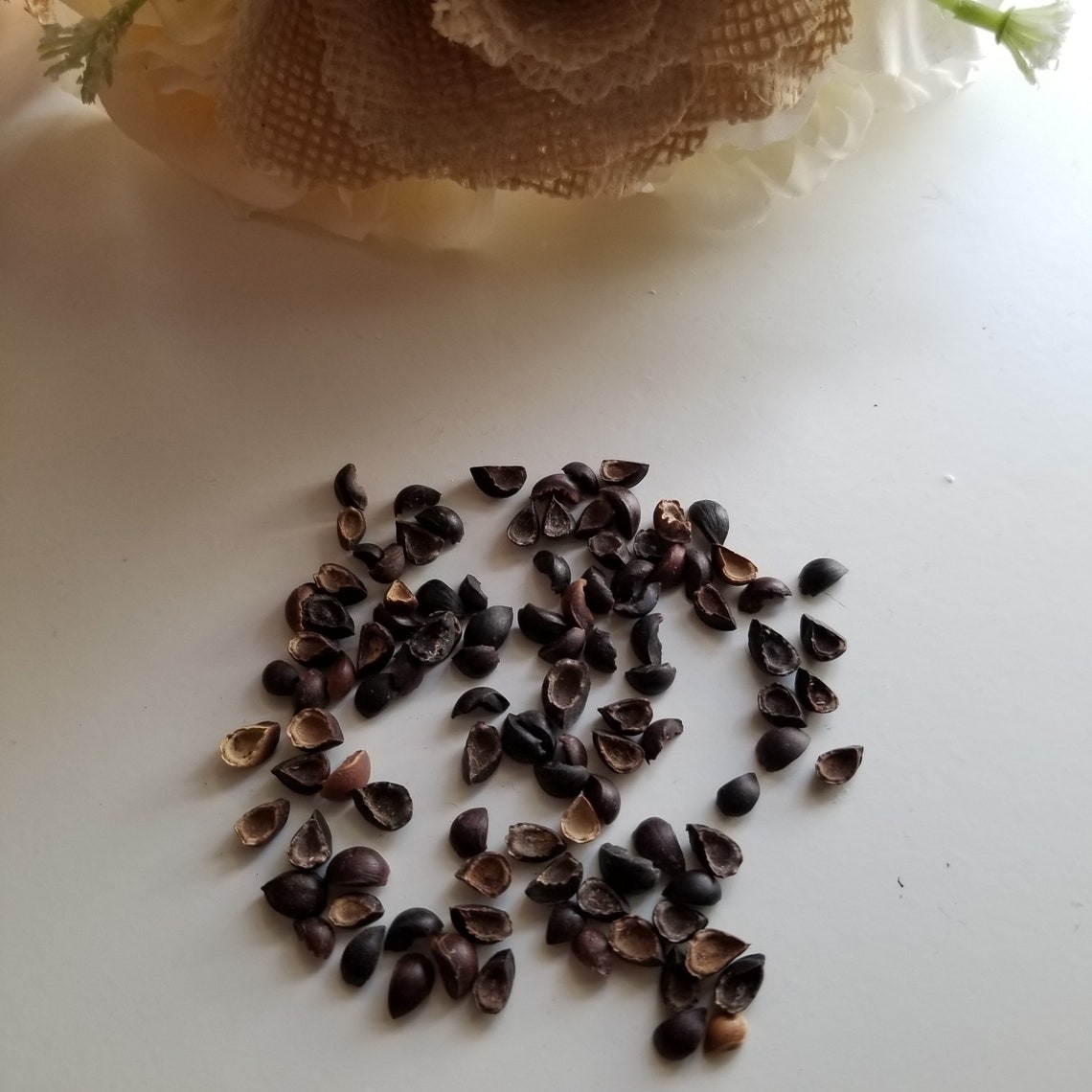 5 RaubỒ NGÓT VN Katuk Katuk Star Gooseberry Seeds - Etsy