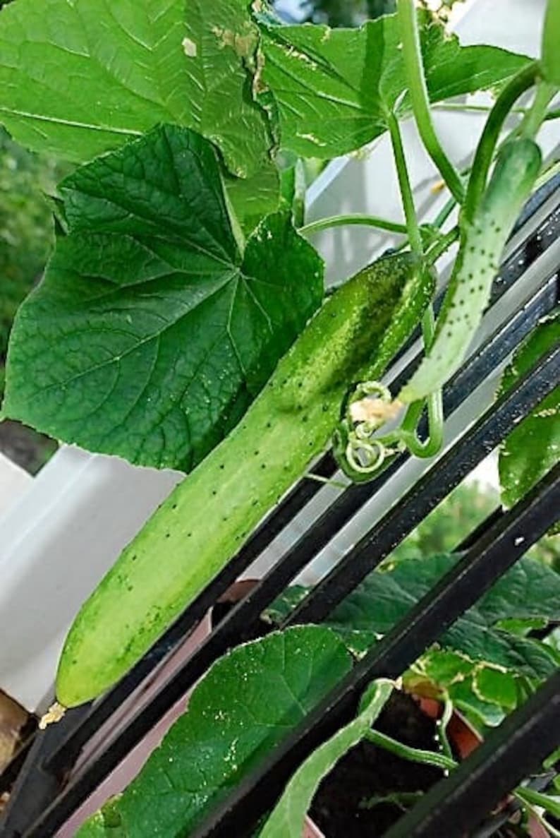 15 Seeds-korean HYBRID CUCUMBER (F1)- Asia Eun Cheon Hybrid-cucumis ...