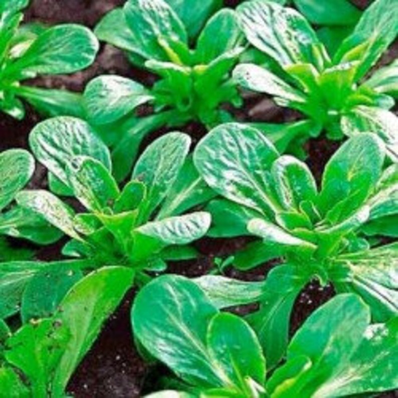 500 Seeds Dutch Corn Salad-mache Lamb's Lettuce Seeds - Etsy