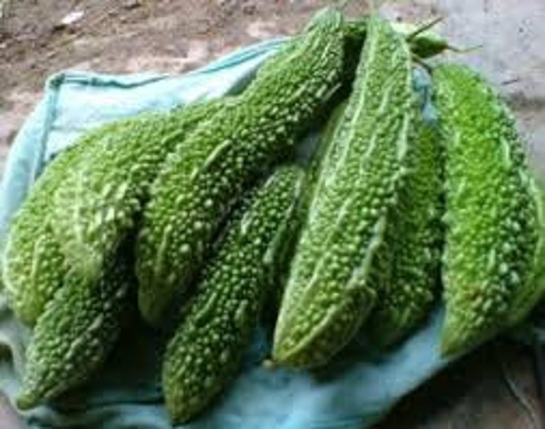10 Seeds Indian DARK DRAGON Bitter Gourd Vietnamese Khô Qua - Etsy