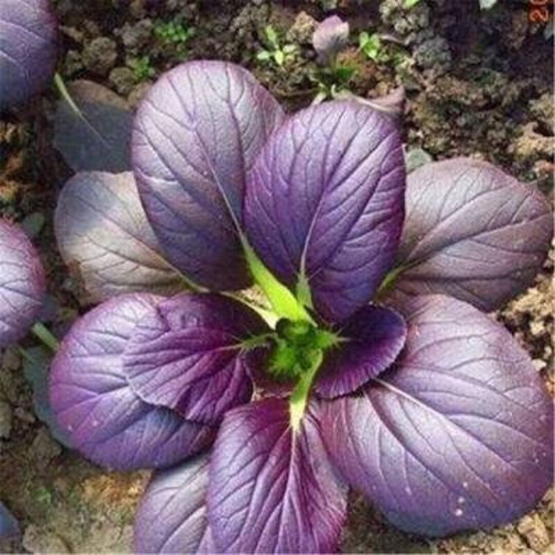2-gram-purple SHANGHAI Pak Choi Hybrid Seeds-ornamental Bok Choy - Etsy