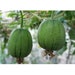 5 APPLE LUFFA -round Tasty F1 Sponge Gourd Seeds- Hybrid Seed- Very ...