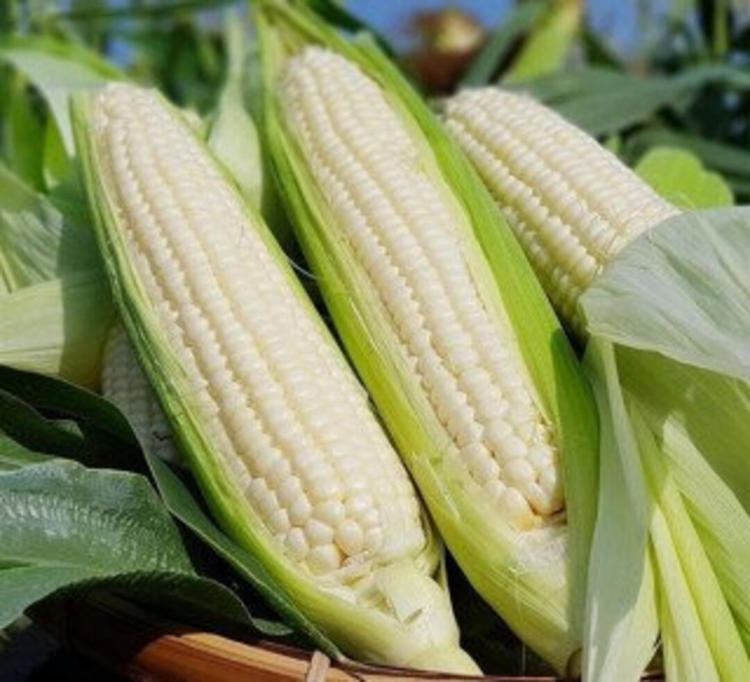 30 Waxy Conrn Seeds ( Treated Seeds)_sticky Corn- Vietnamese Bap Nep Nu ...