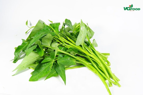 Kangkong Drawing