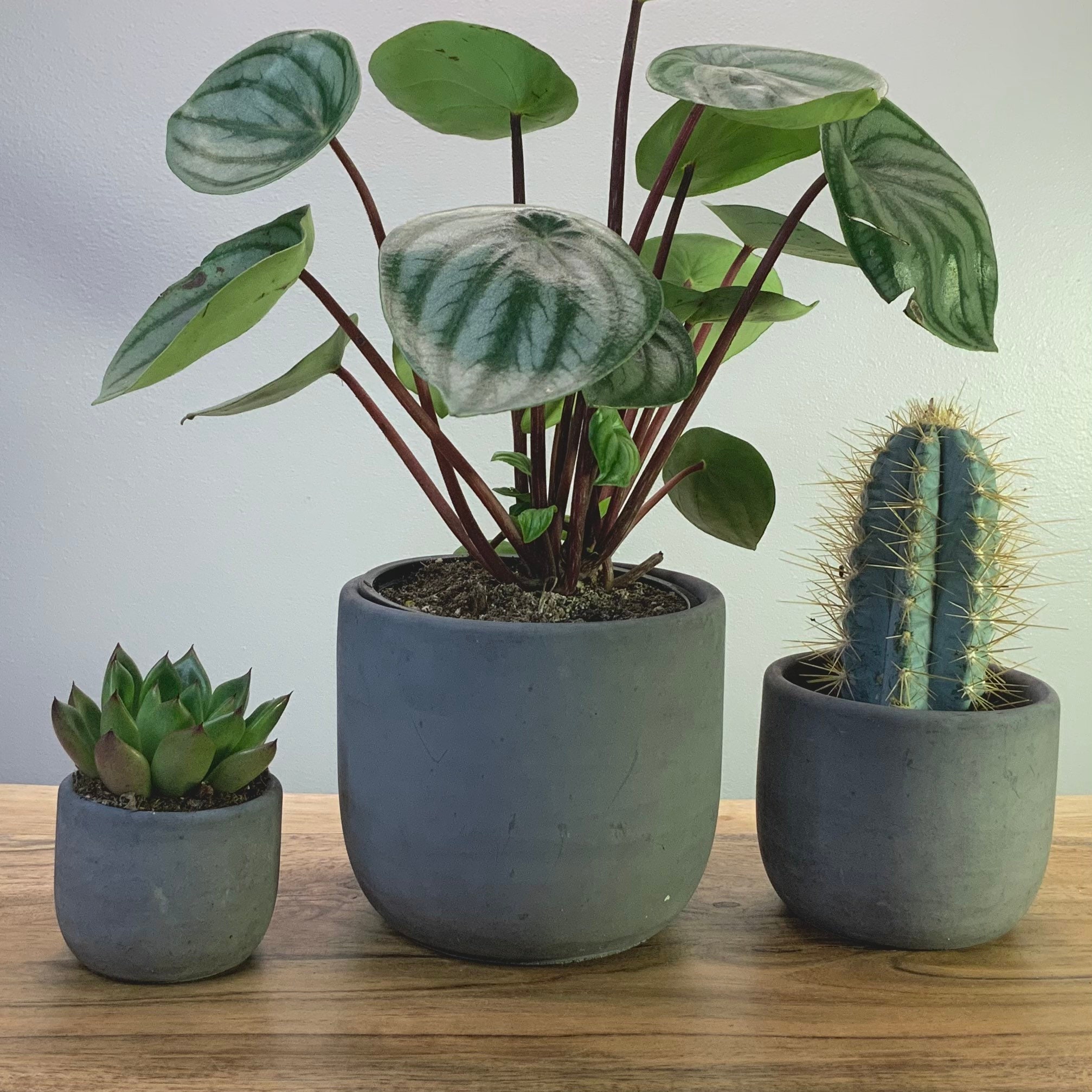 Concrete Planter Set of 3 Concrete Pot Large Medium | Etsy