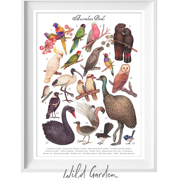 Bird Poster - Etsy Australia