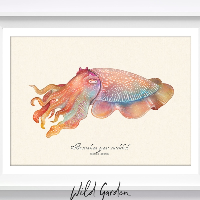 Cuttlefish - Etsy