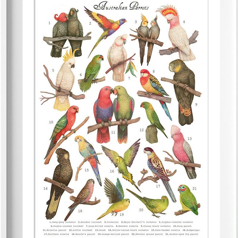 Parrot Poster - Etsy