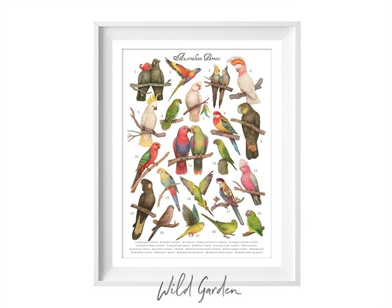 Australian Parrots Collection Art Print Poster - Etsy Australia