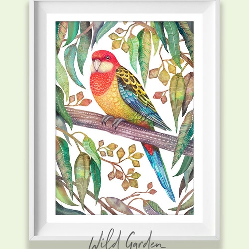 Eastern Rosella on Wattle Australian Native Bird Print - Etsy