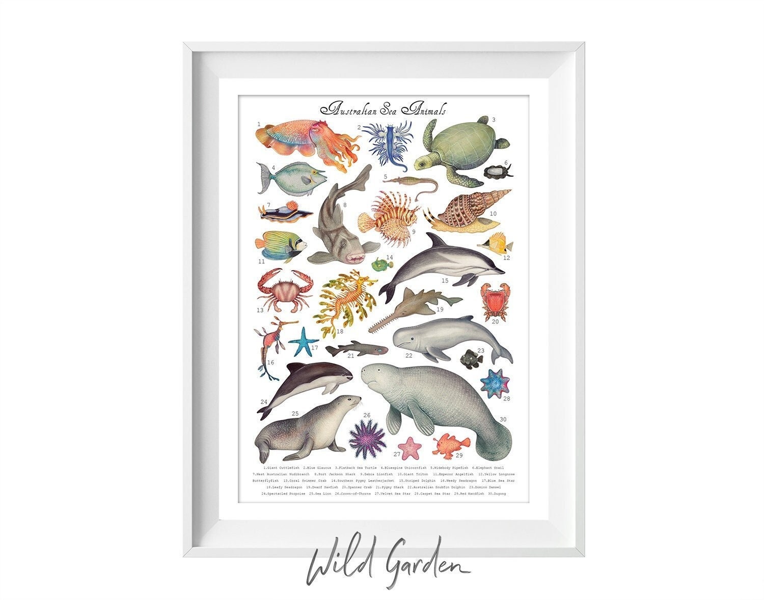 Australian Sea Animals Collection Art Print Poster - Etsy Australia