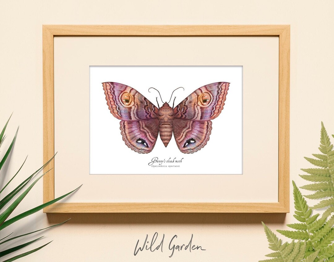 Granny's Cloak Moth - Art Print, Wall Decor - Etsy
