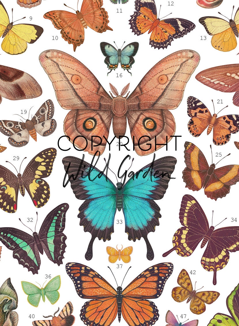 Australian Moths and Butterflies - Art Print, Poster, Wall Decor - Etsy