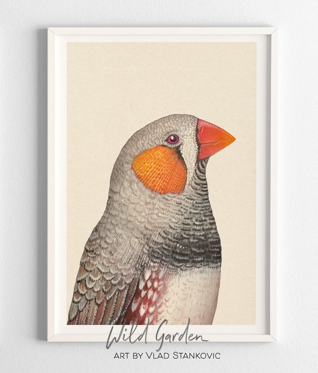 Zebra Finch, Zebra Finch Art Print, Zebra Finch Wall Art, Zebra Finch ...