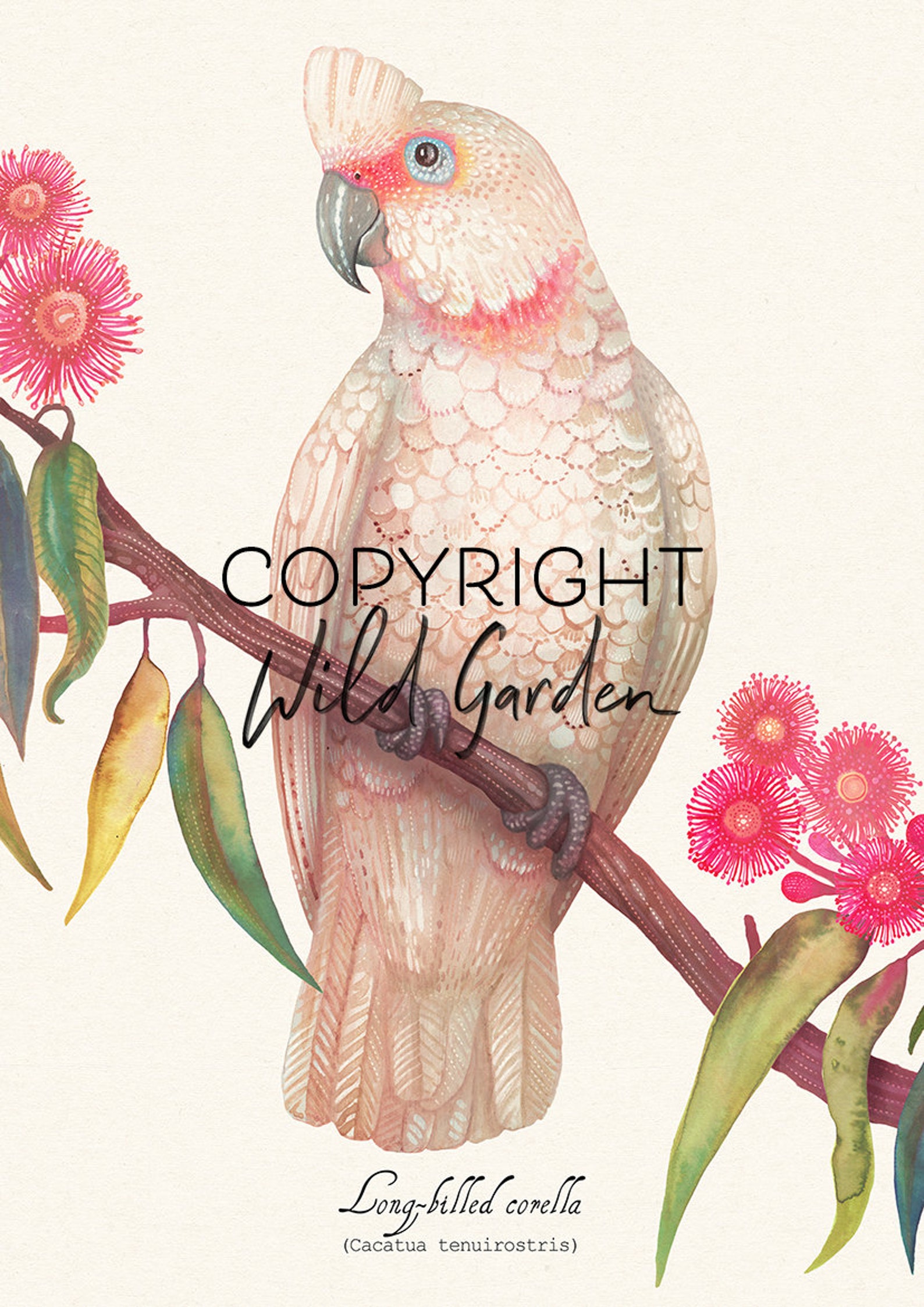 Long-billed Corella Print: Watercolor Cockatoo Art - Etsy