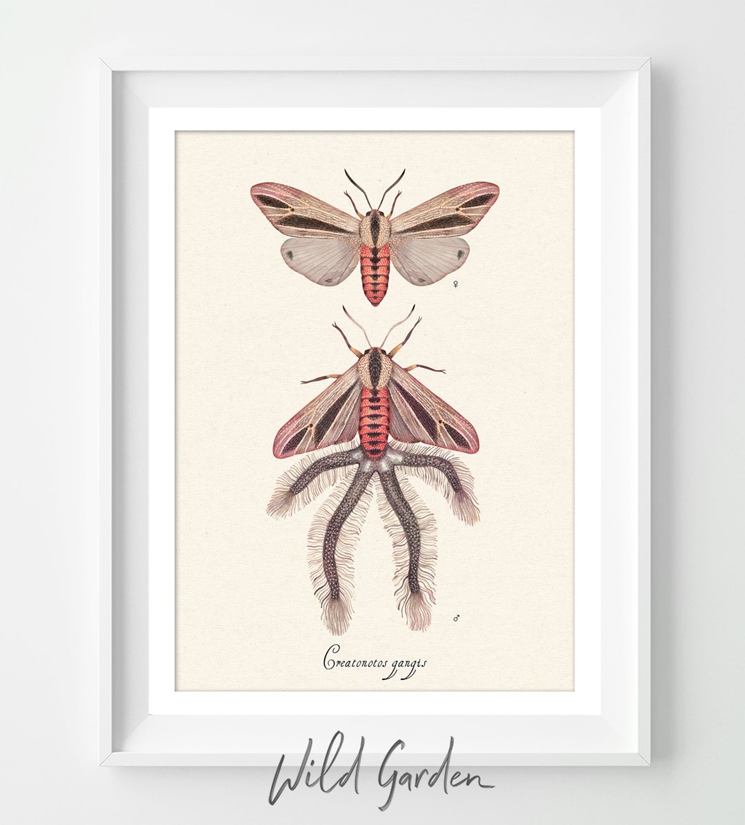 Creatonotos Gangis Moth - Art Print - Etsy