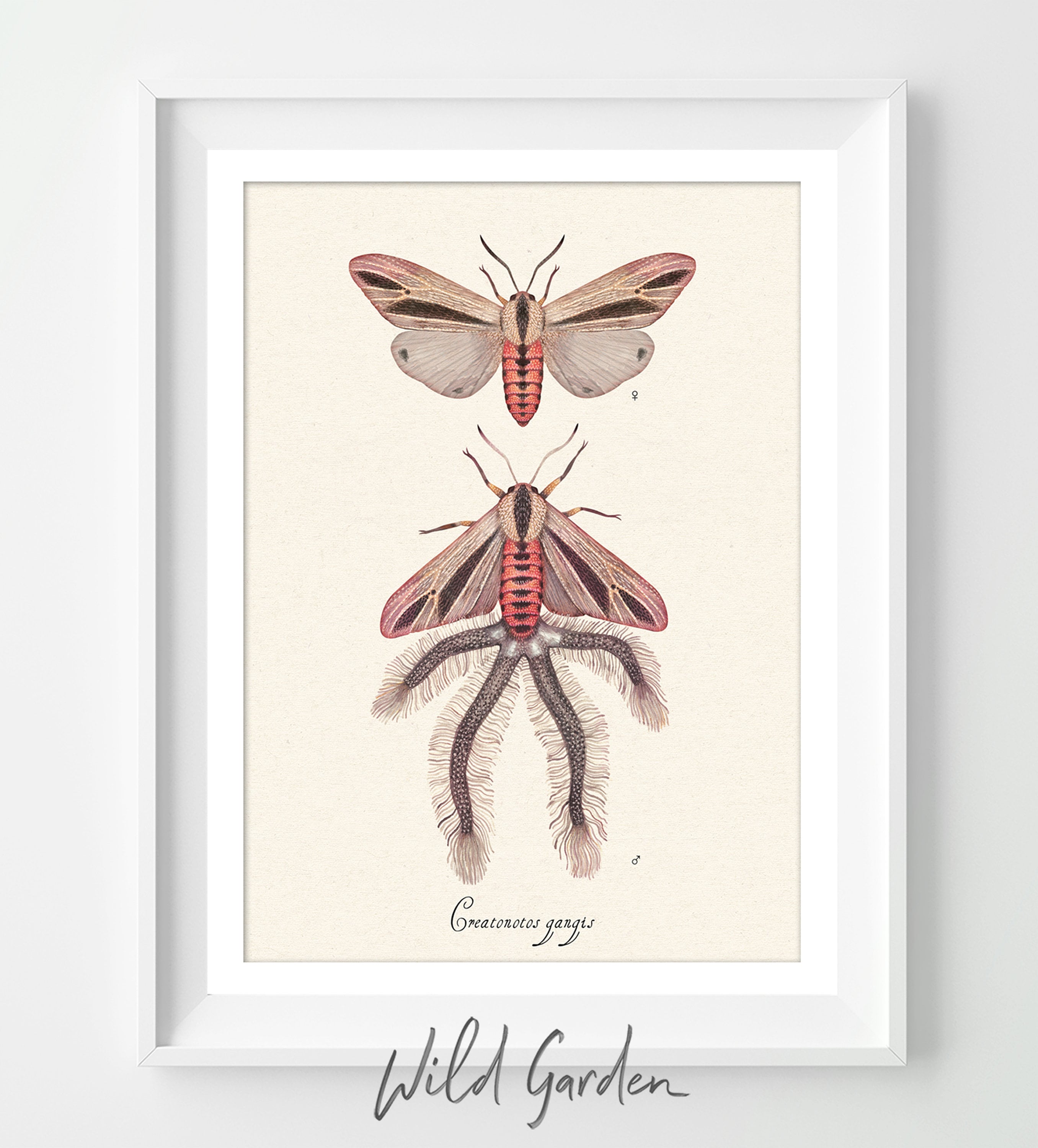 Creatonotos Gangis Moth - Art Print - Etsy