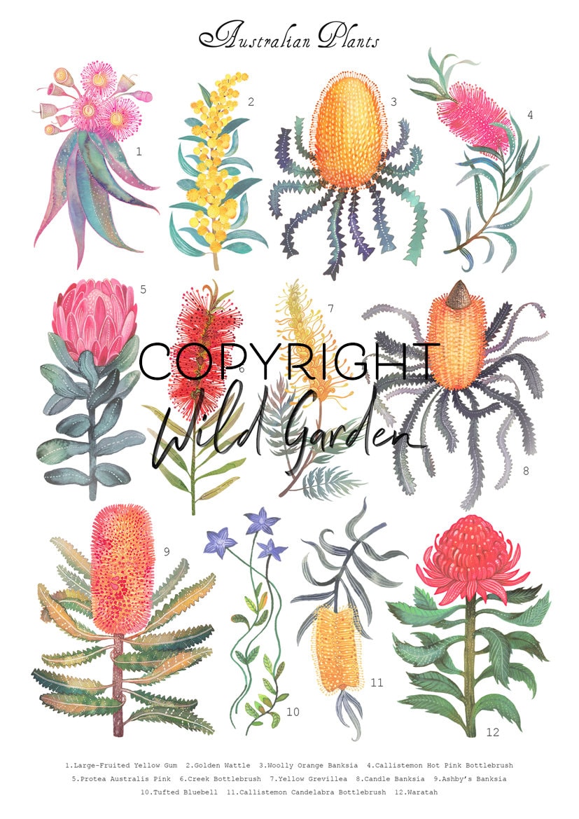 Australian Plants - Wall Decor, Art Print, Poster - Etsy Australia