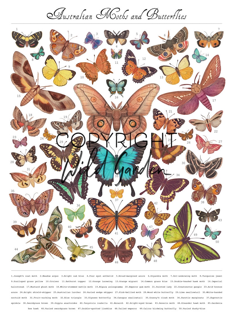 Australian Moths and Butterflies Art Print Poster Wall - Etsy