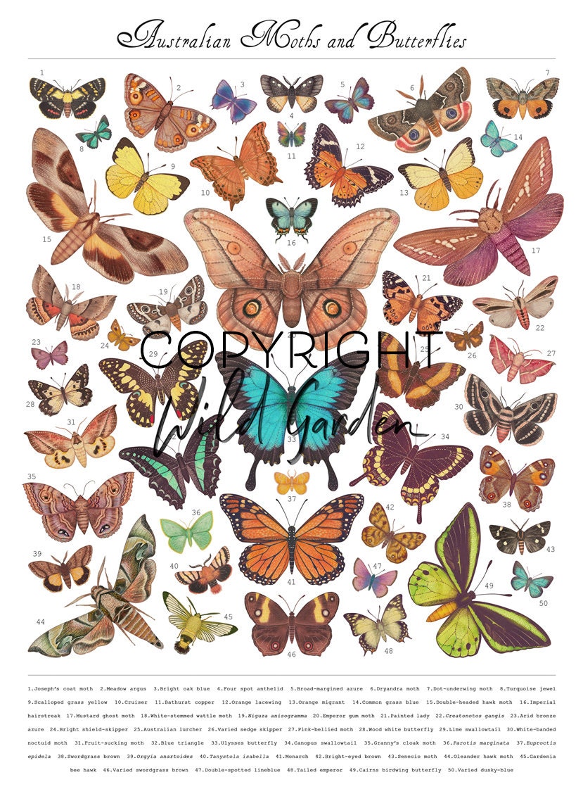 Australian Moths and Butterflies - Art Print, Poster, Wall Decor - Etsy