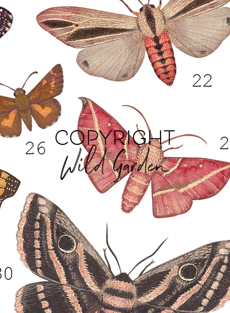 Australian Moths and Butterflies - Art Print, Poster, Wall Decor - Etsy