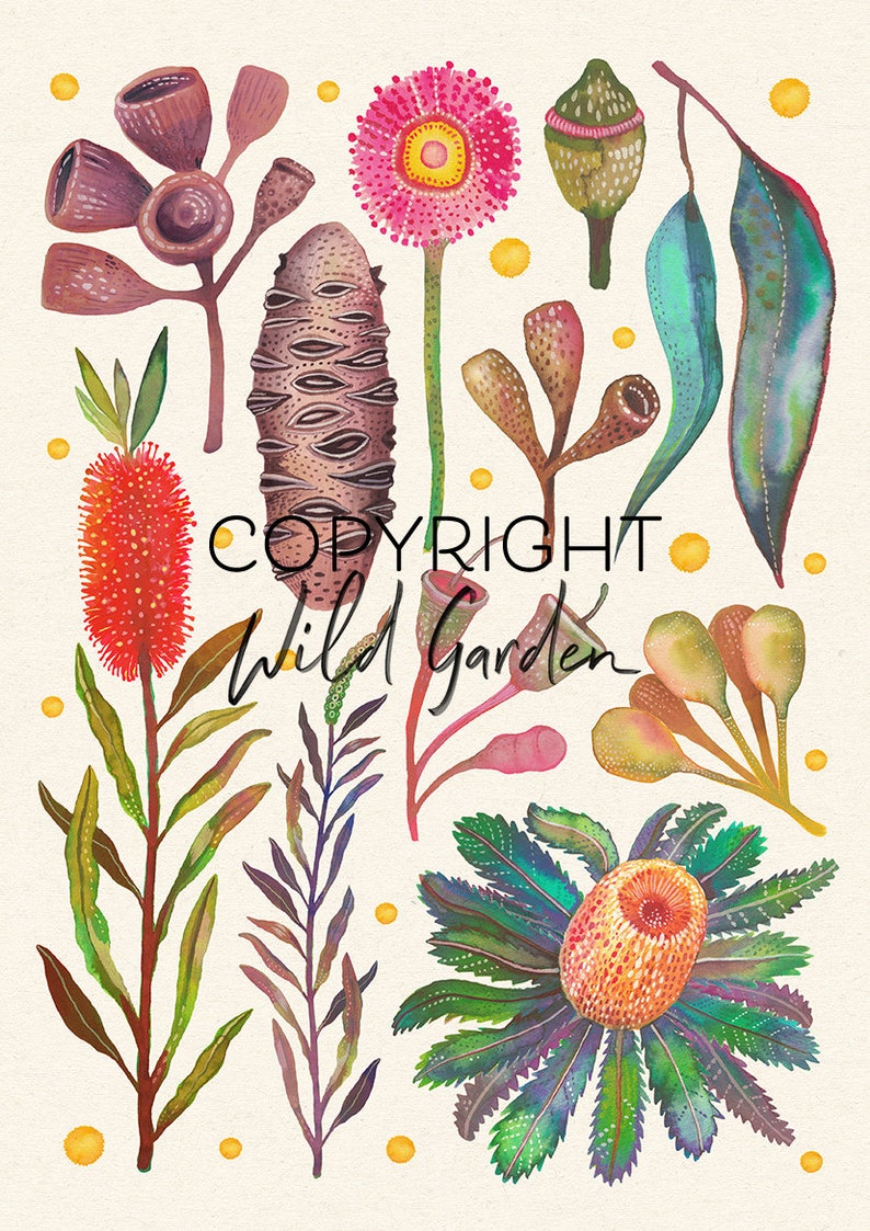 Australian Native Plants Art Print - Etsy