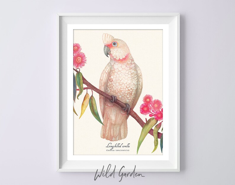 Long-billed Corella Print: Watercolor Cockatoo Art - Etsy
