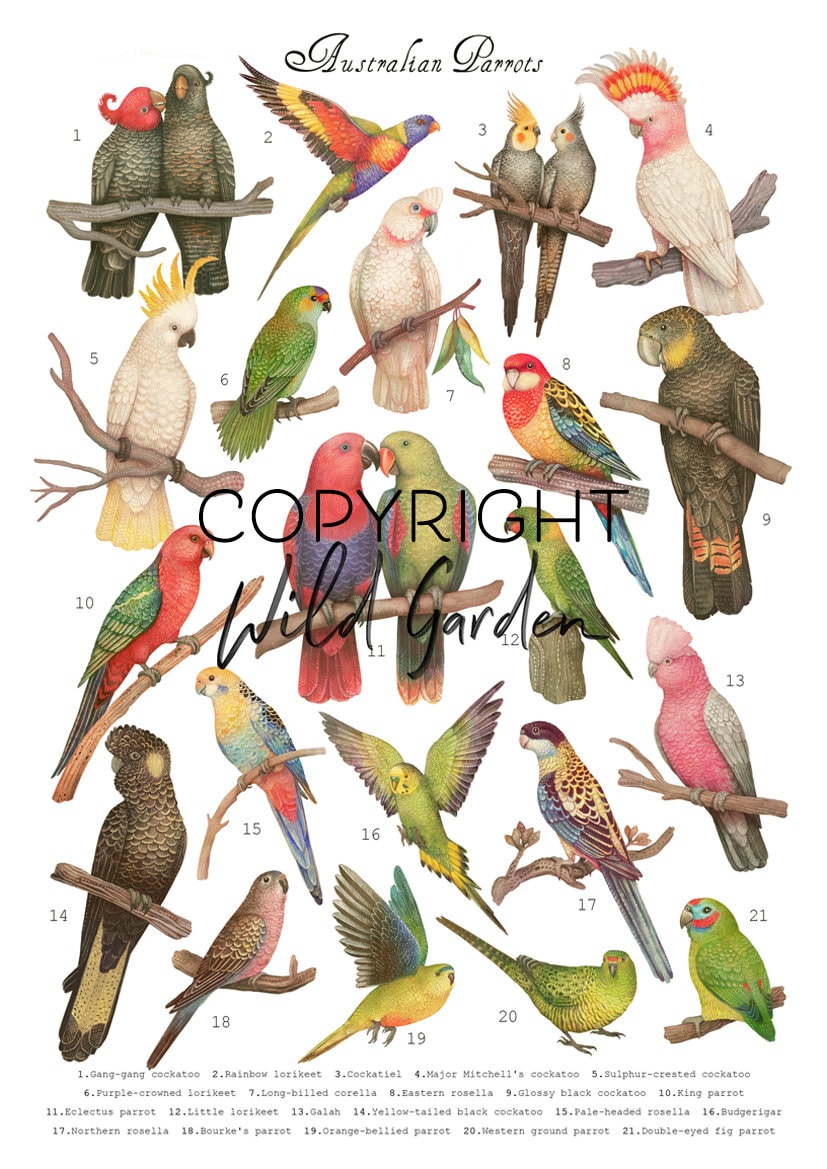 Australian Parrots Collection Art Print Poster - Etsy Australia