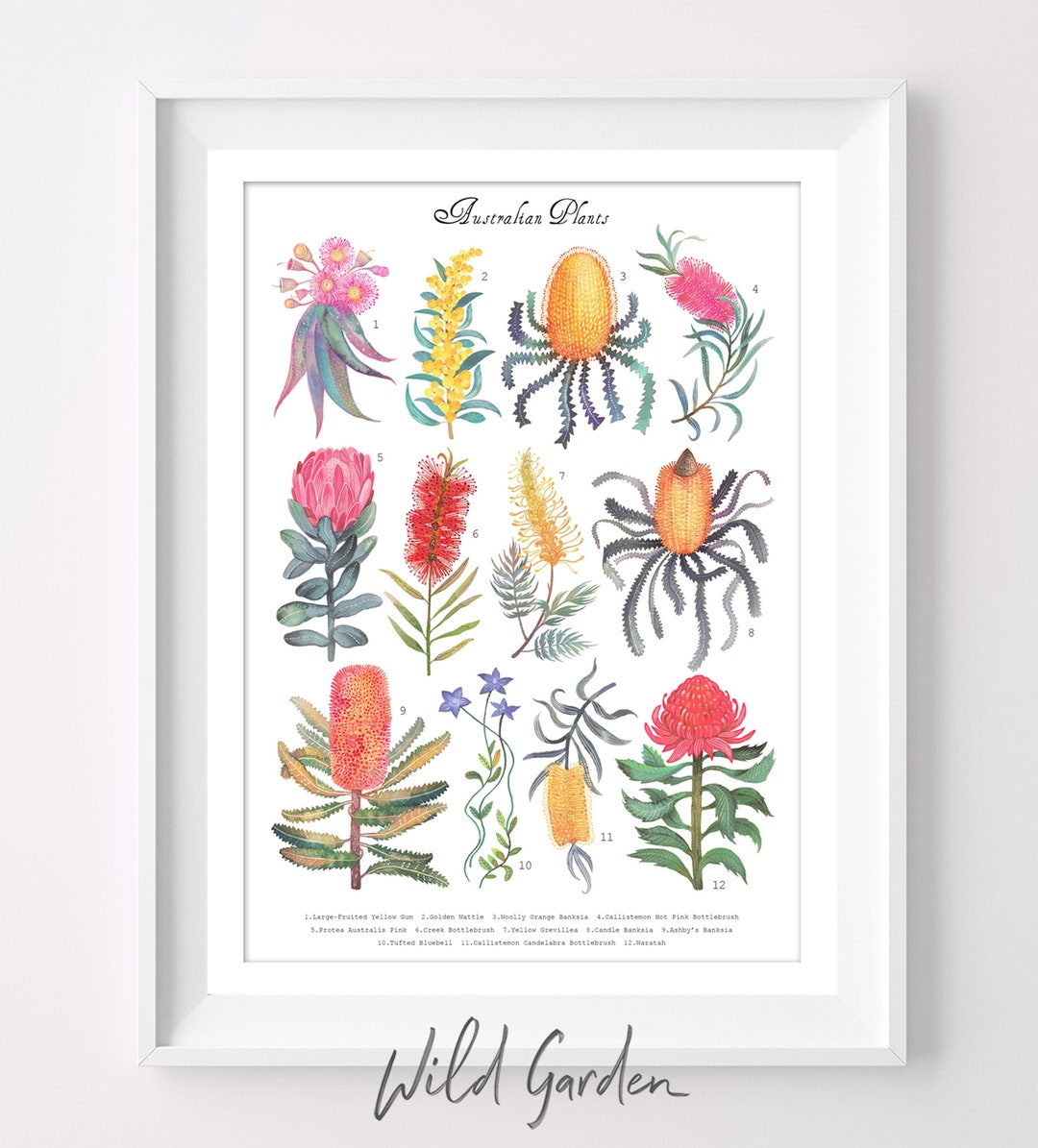 Australian Plants - Wall Decor, Art Print, Poster - Etsy
